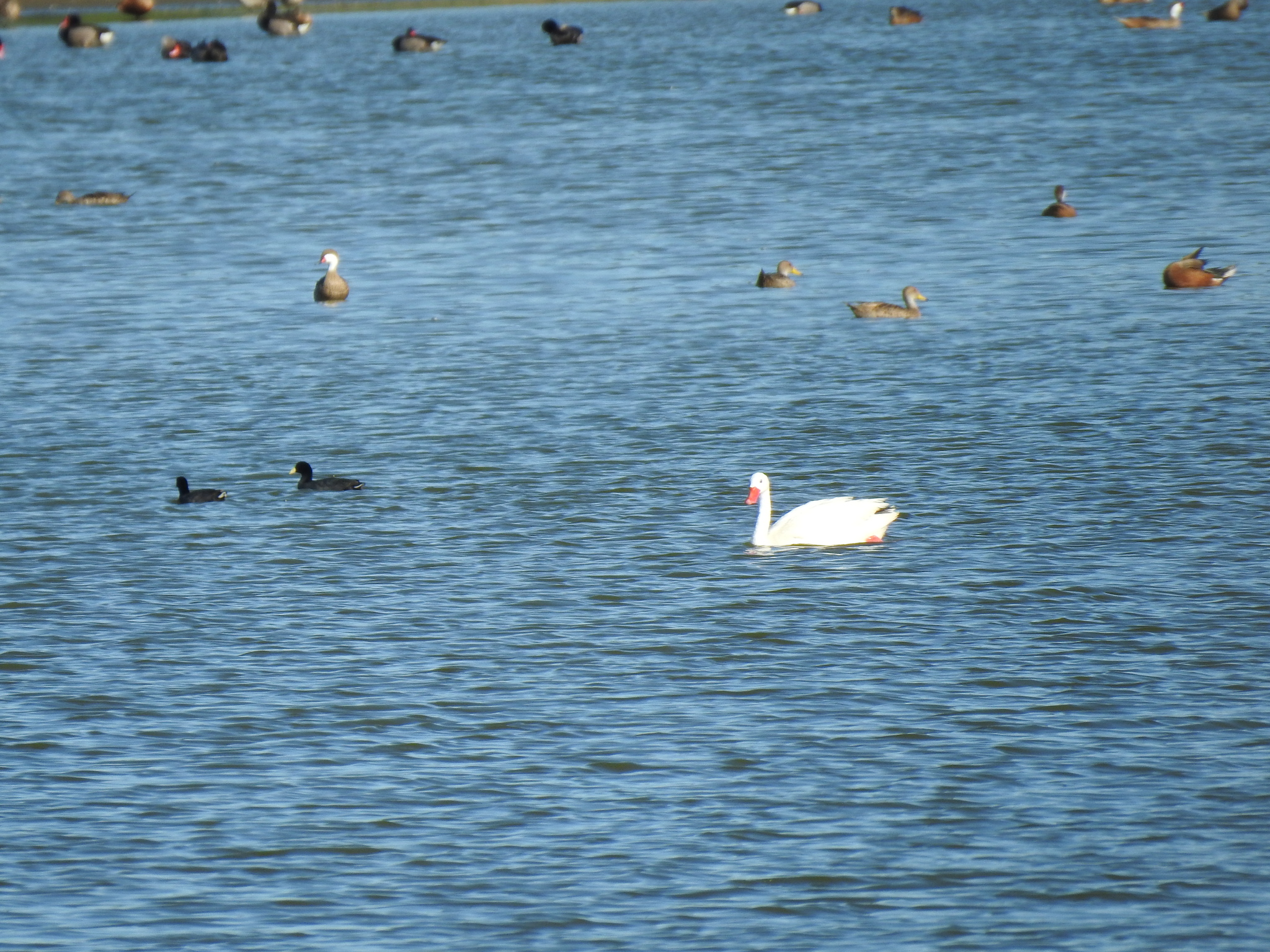 Coscoroba coscoroba (Molina, 1782)