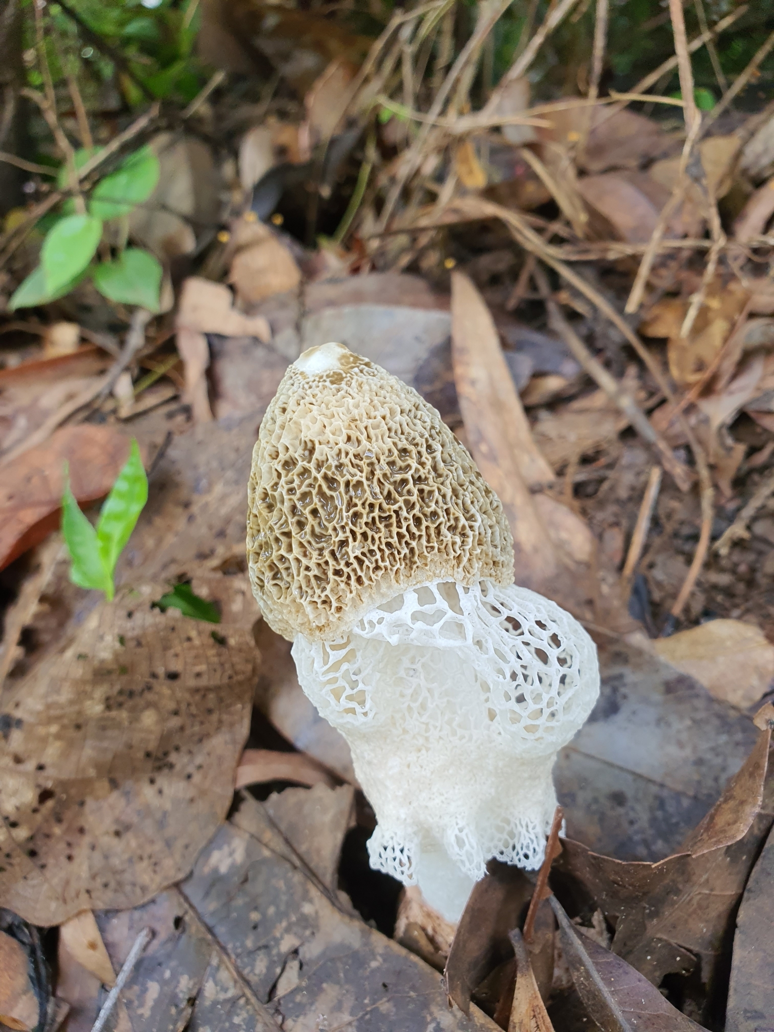 Phallus indusiatus Vent.