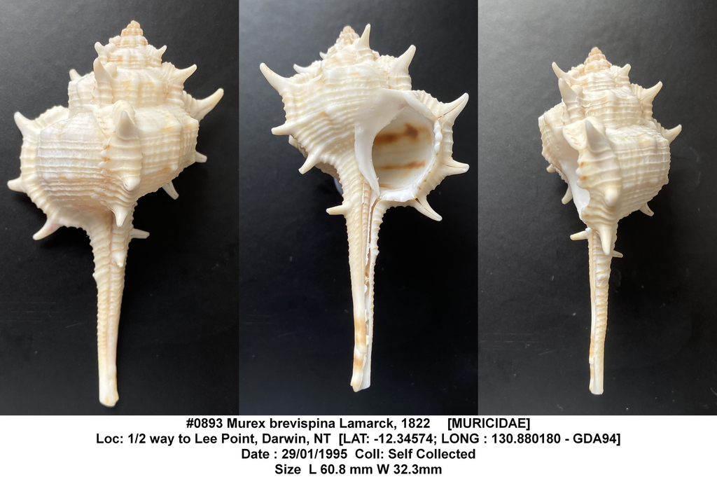 Short-spined Murex from Darwin NT, Australia on January 29, 1995 at 10: ...