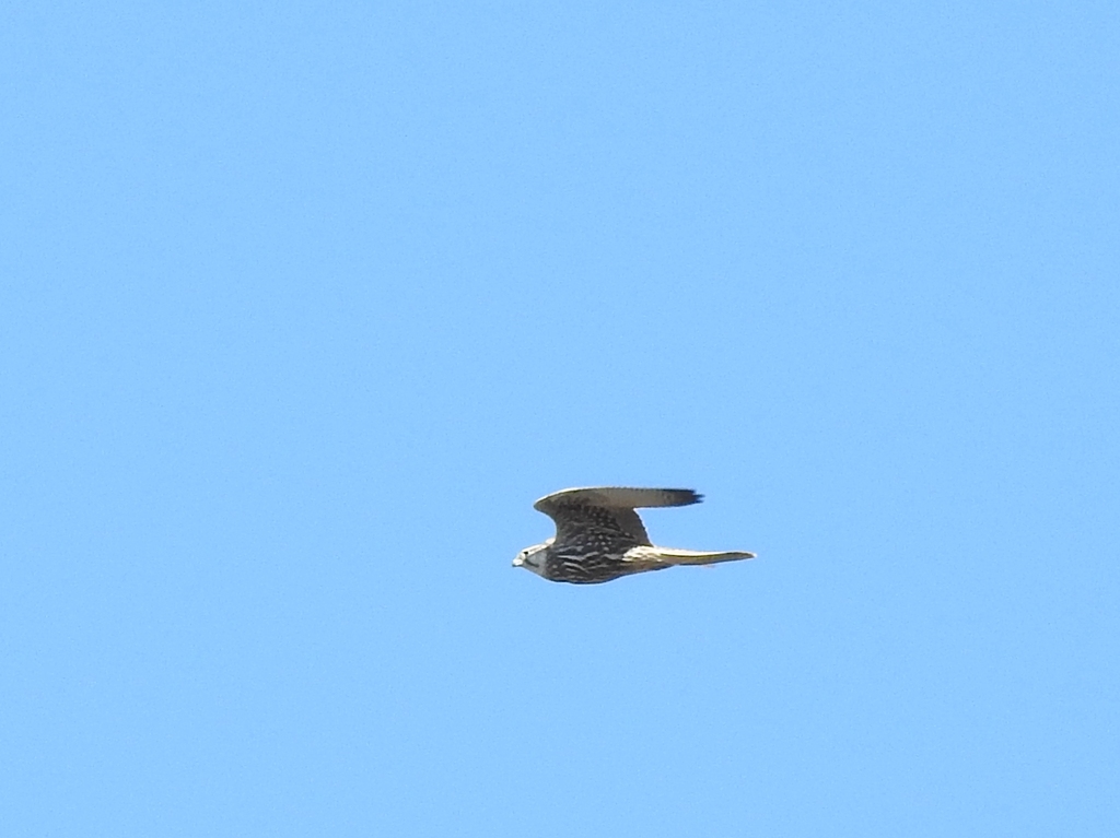 Eastern Saker Falcon (Falco cherrug milvipes) - Avian Discovery