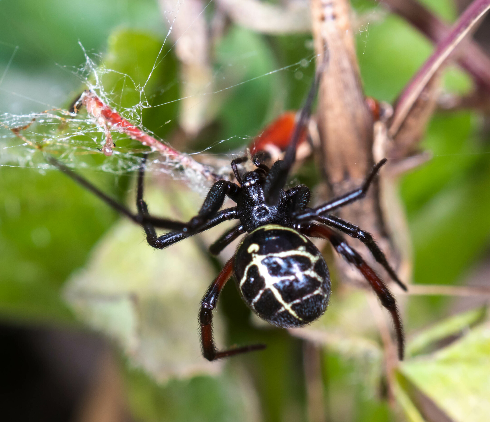 Araña Con Mancha Blanca En La Espalda Qué Araña Tan Chula Encontré