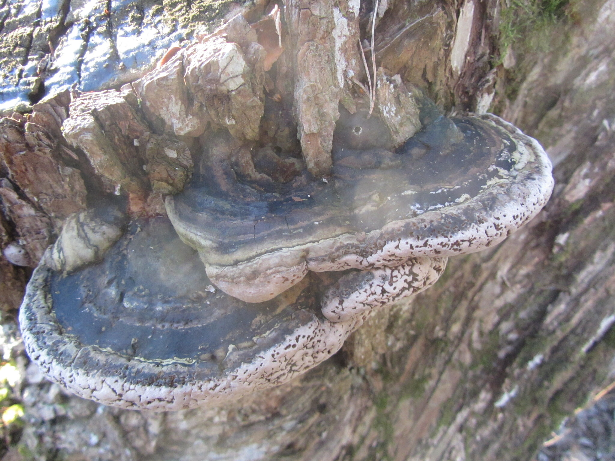 Phellinus igniarius (L.) Quél.