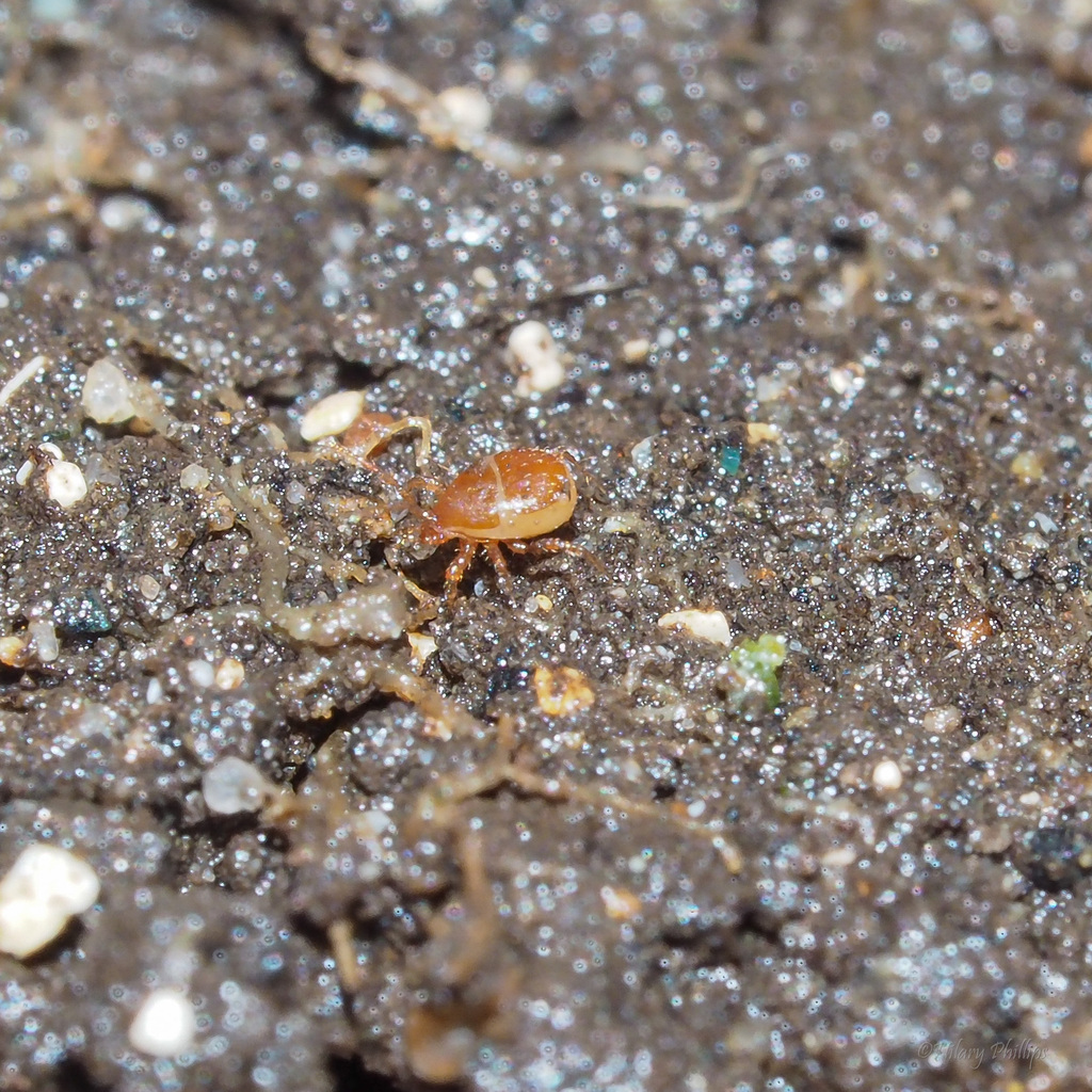 Carrion Beetle Mites in January 2023 by Hilary J Phillips · iNaturalist