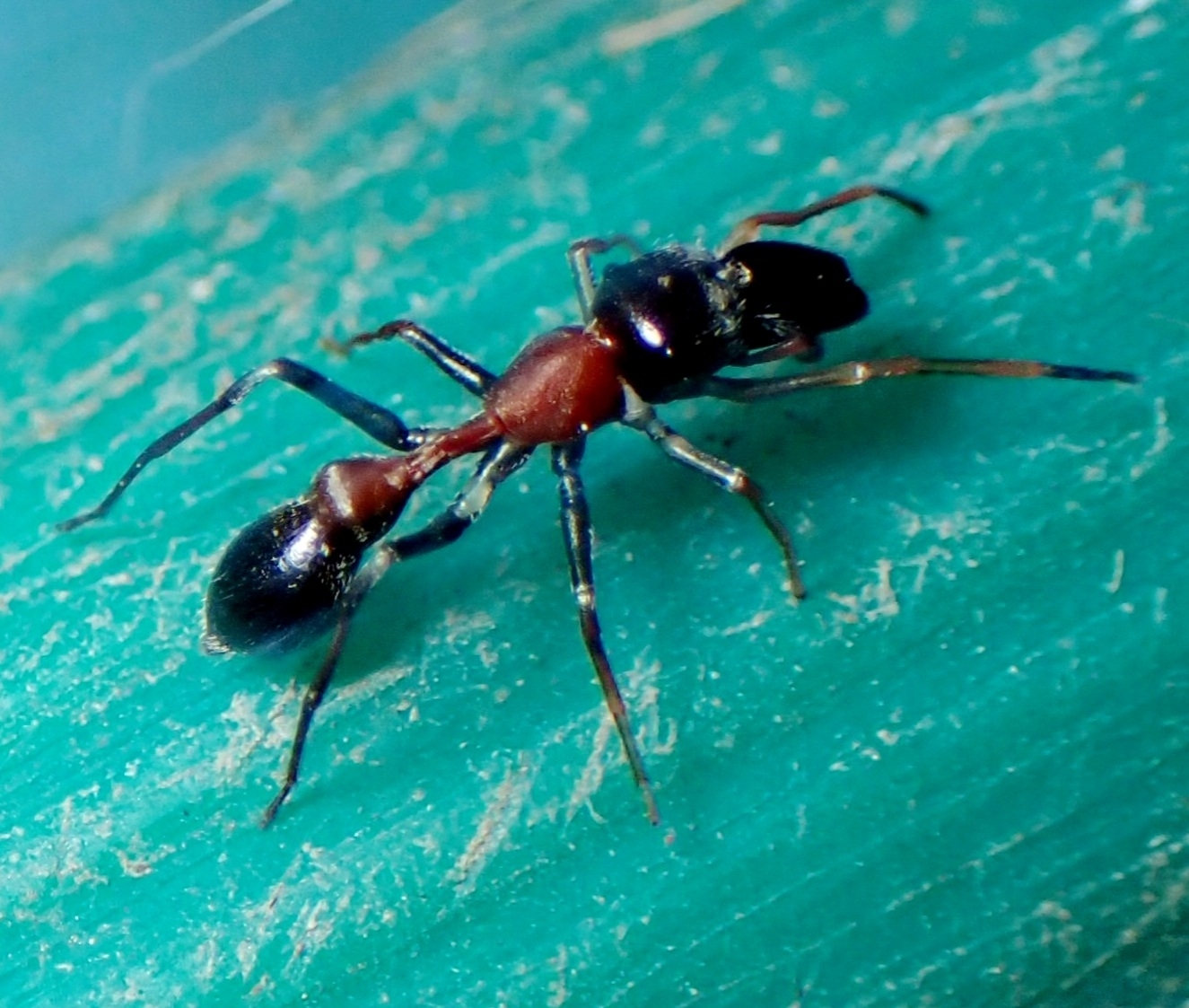 Myrmarachne melanocephala MacLeay, 1839