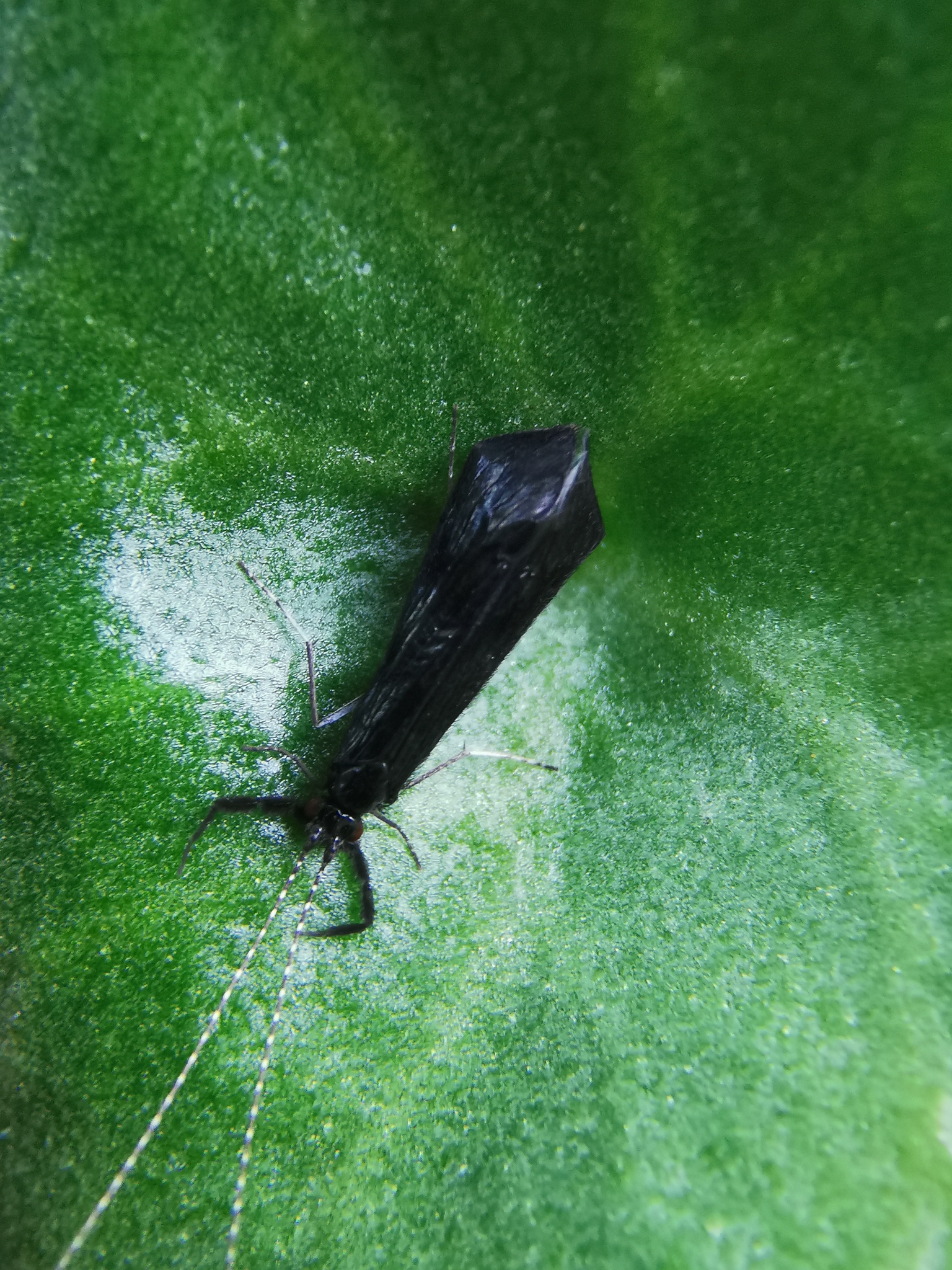 Mystacides azureus (Linnaeus, 1761)