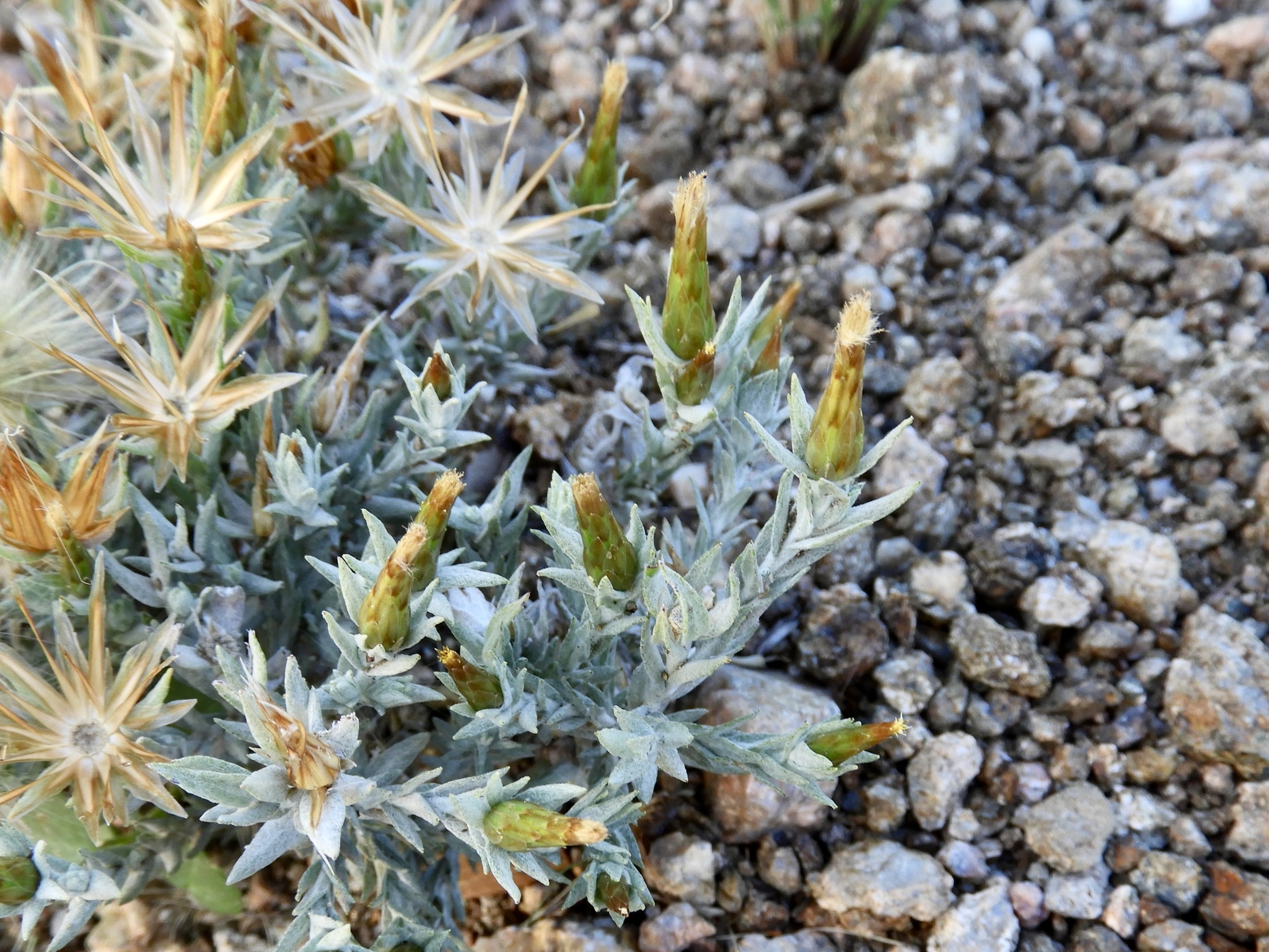 Lucilia acutifolia (Poir.) Cass.