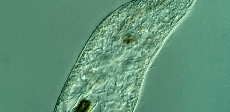 Loxodes striatus from Amagansett, NY, USA on January 29, 2023 at 12:57 ...