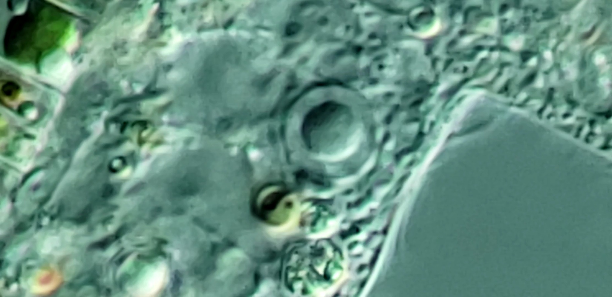 Loxodes striatus (Engelmann, 1862) Penard, 1917