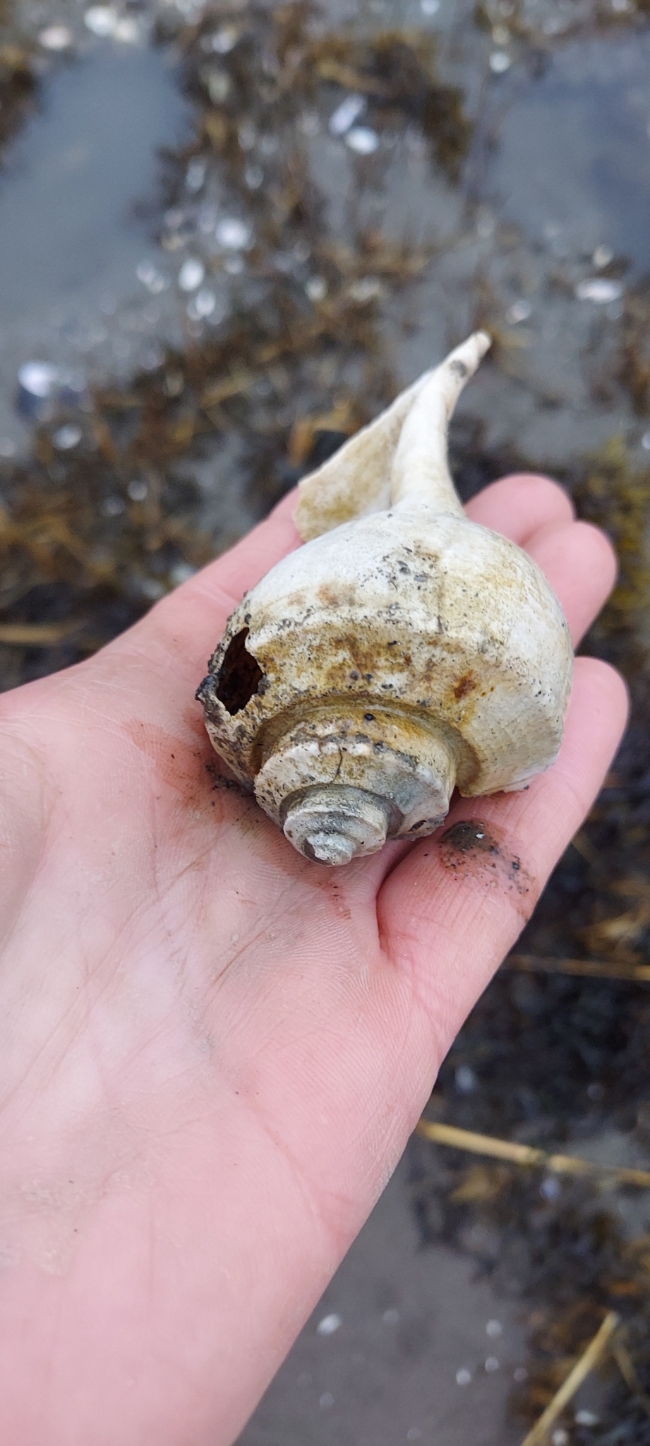 Busycotypus canaliculatus (Linnaeus, 1758)