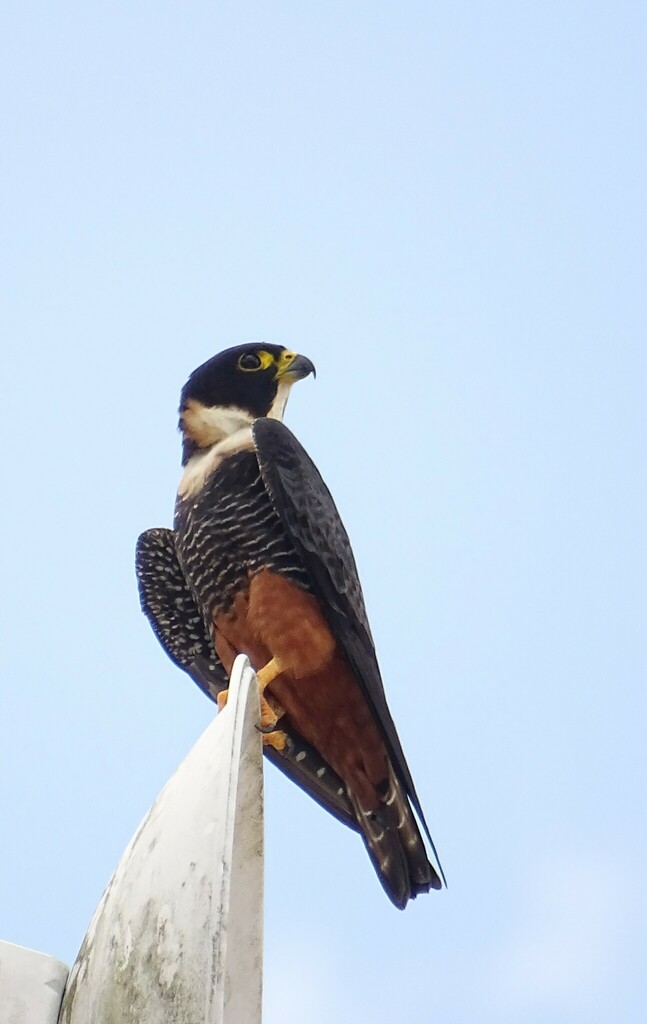 Bat Falcon from Tekom, Yuc., México on March 16, 2022 at 12:42 PM by ...