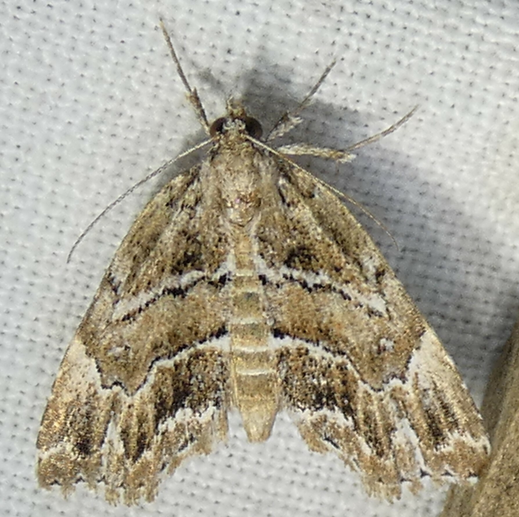 Cutina arcuata Pogue & Ferguson, 1998