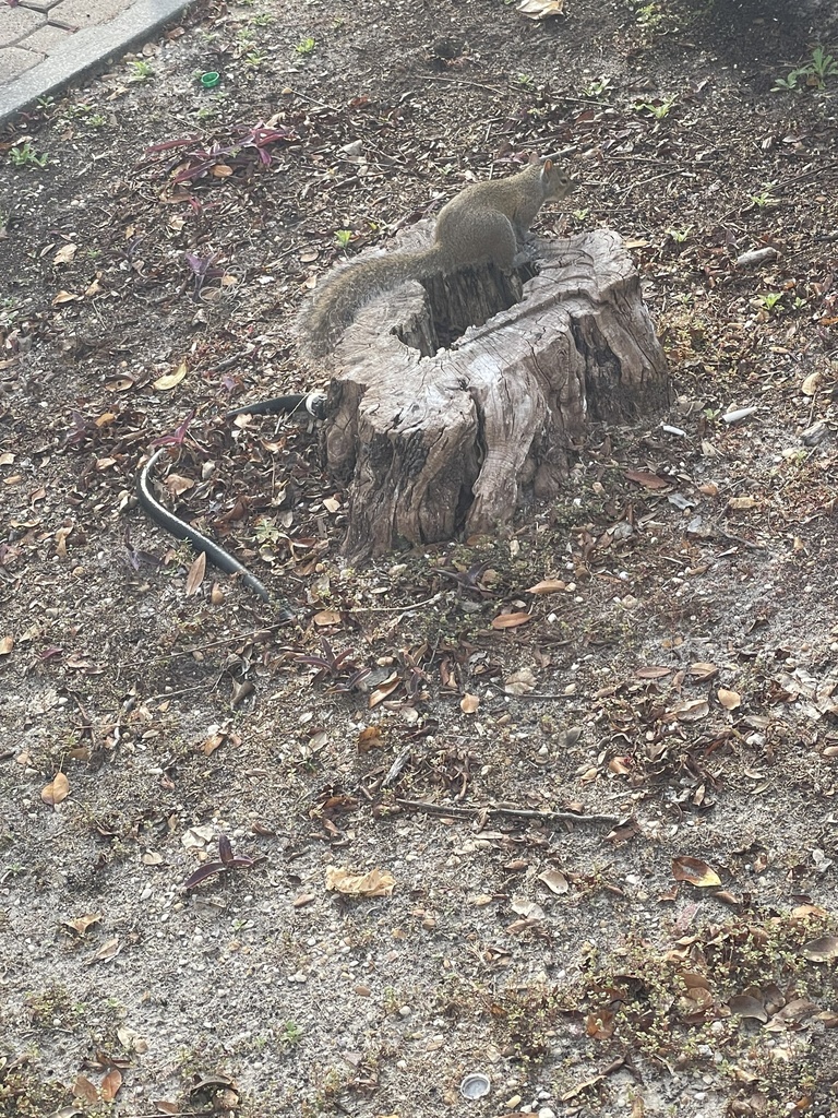 Eastern Gray Squirrel from University of South Florida, Tampa, FL, US ...