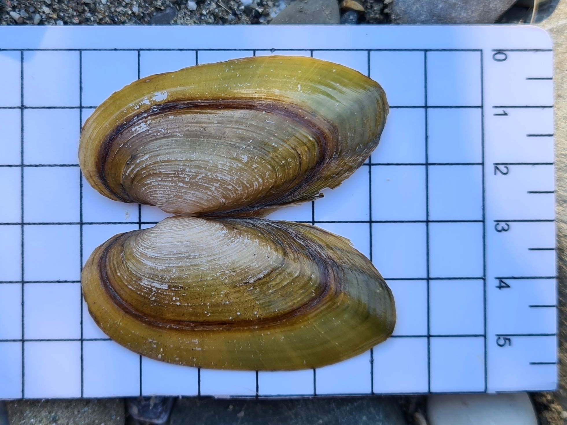 Unio mancus Lamarck, 1819