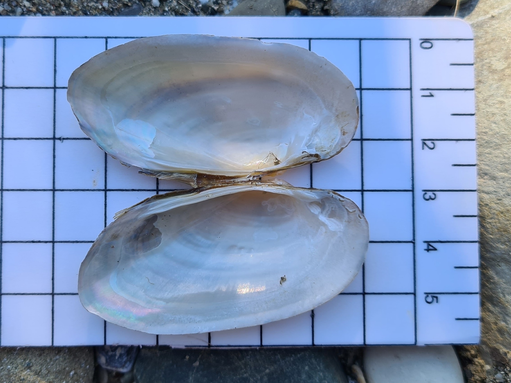 Unio mancus Lamarck, 1819