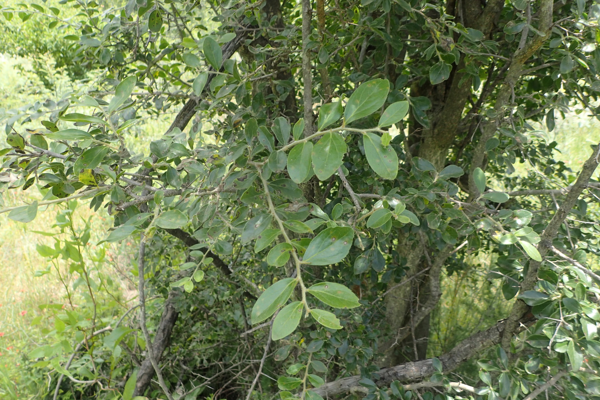 Dovyalis E.Mey. ex Arn.