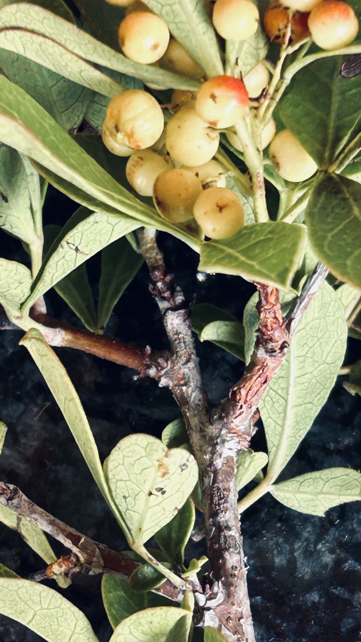 Searsia laevigata (L.) F.A.Barkley