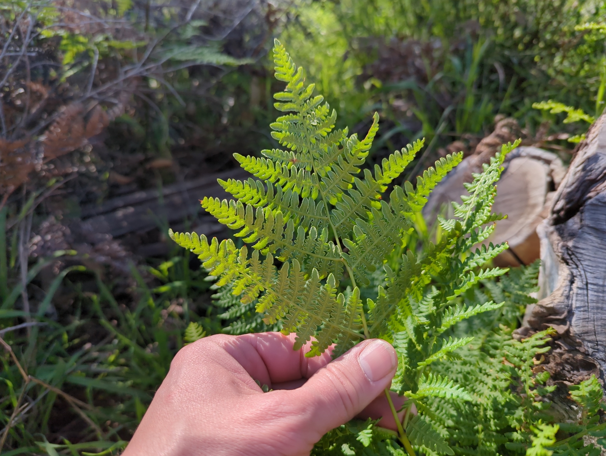 Pteridium aquilinum subsp. pubescens (Underw.) J.A.Thomson, Mickel ...