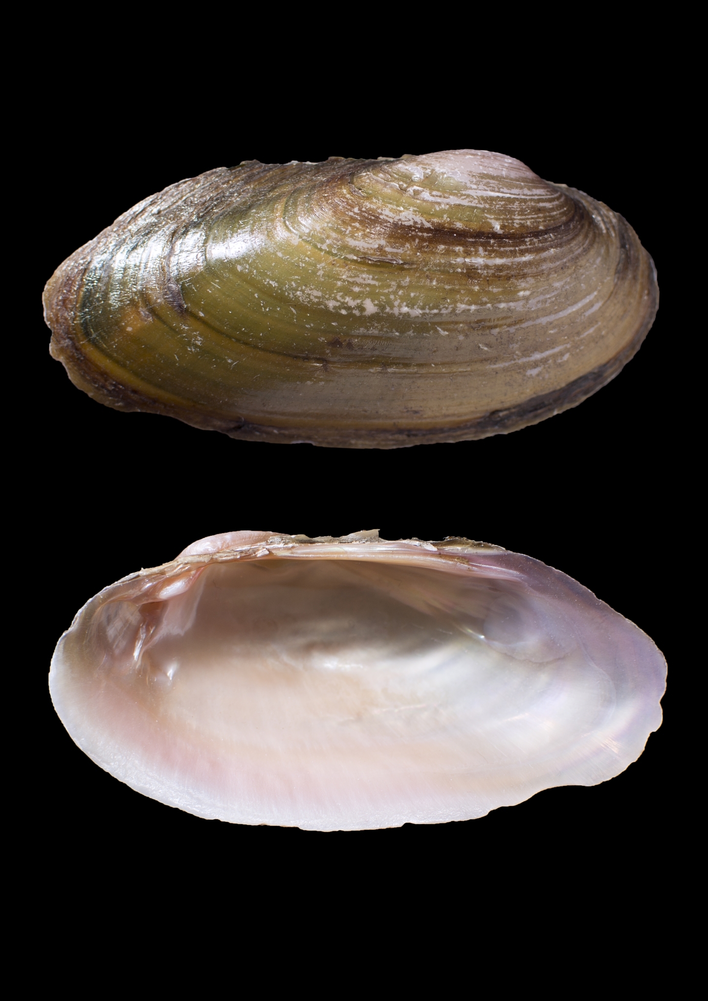 Unio mancus Lamarck, 1819