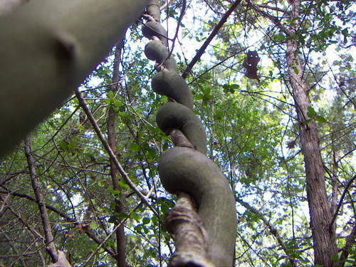 Rattan Vine (MatBio: VINES - Matanzas Biodiversity) · iNaturalist