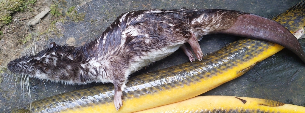Giant Ottershrew (Potamogale velox) - Know Your Mammals