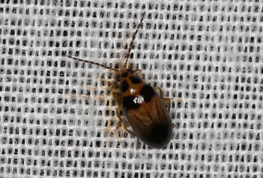 Monolepta picticollis from 674 Jumbuk Rd, Jeeralang Junction VIC 3840 ...