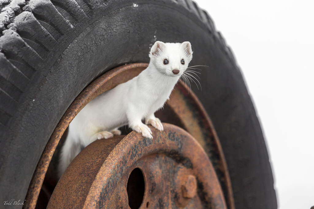 Long-tailed Weasel from Cache County, UT, USA on March 5, 2016 at 08:11 ...