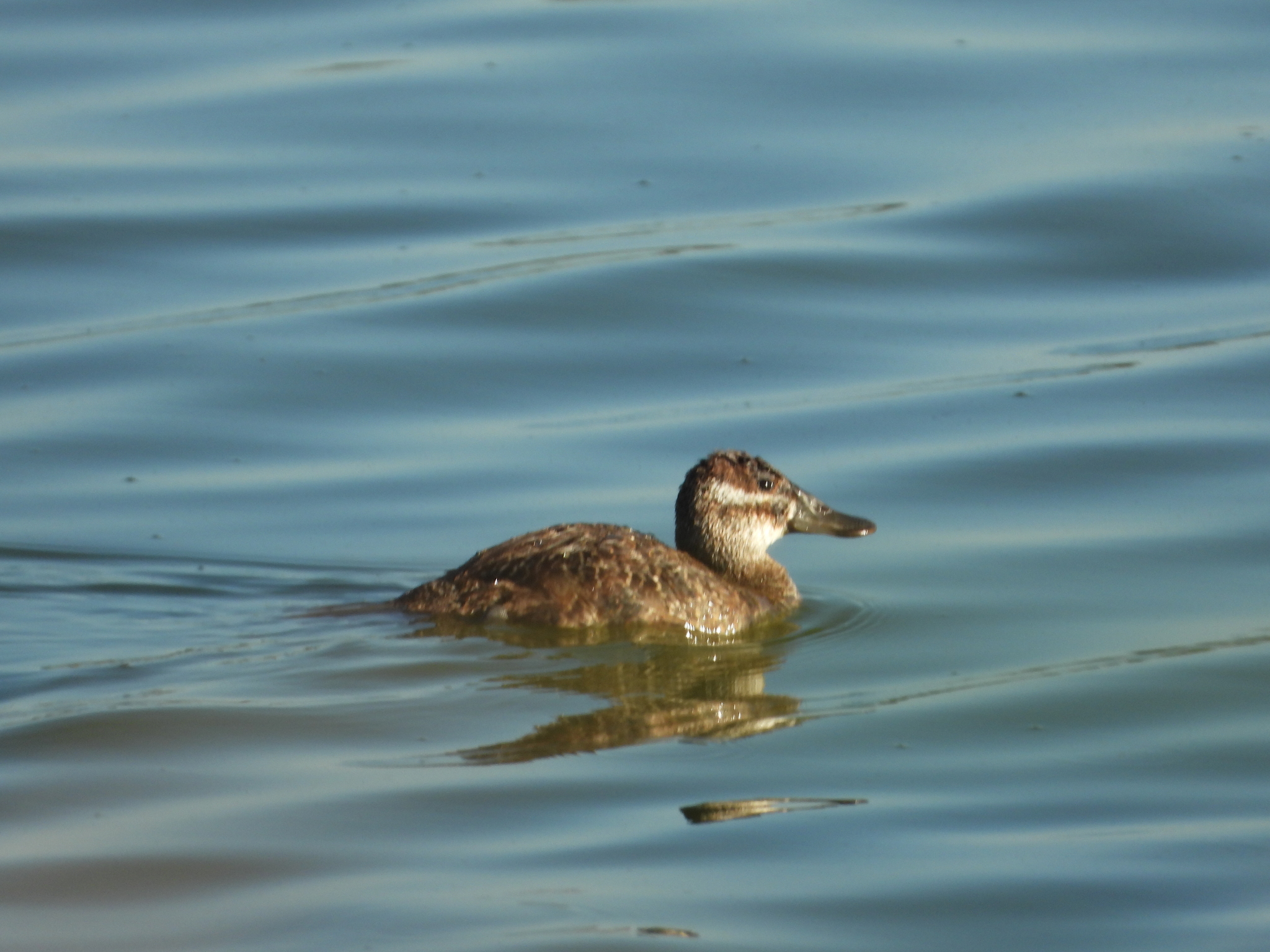Oxyura vittata (Philippi, 1860)