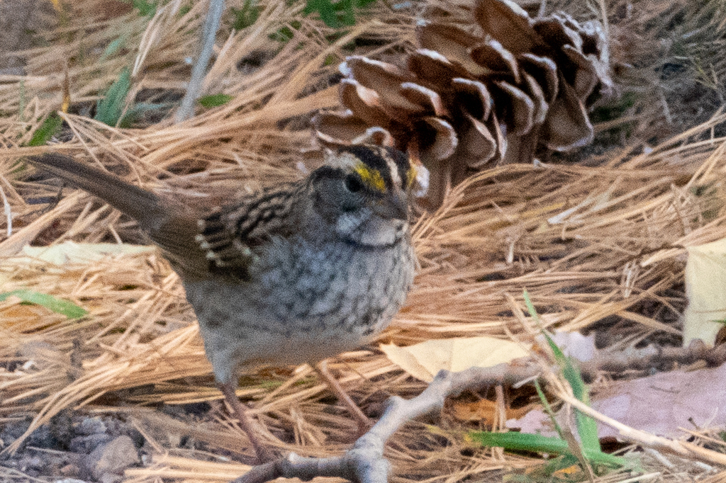 White-throated Sparrow from Lake County, MN, USA on October 08, 2020 at ...