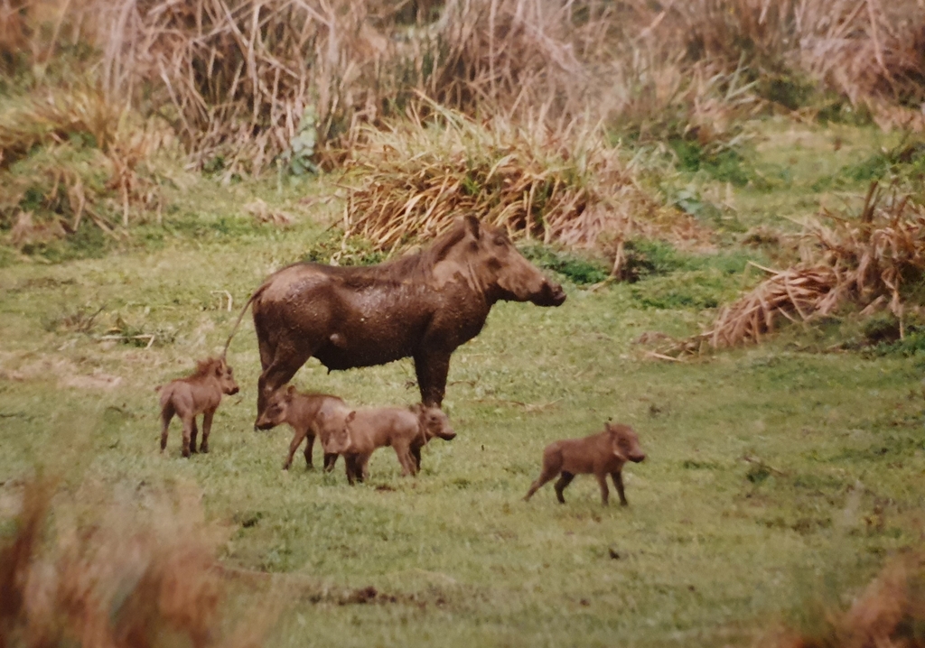 Eastern Warthog from Meru on November 18, 1994 at 12:06 PM by Lorenzo ...