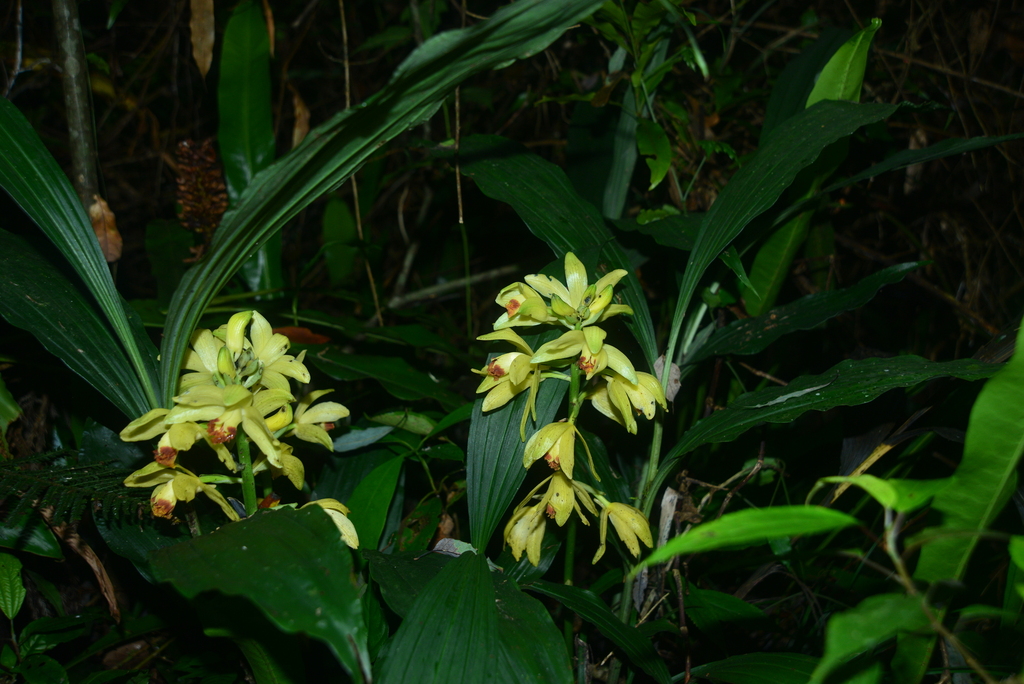 Phaius flavus in May 2019 by JODY HSIEH · iNaturalist