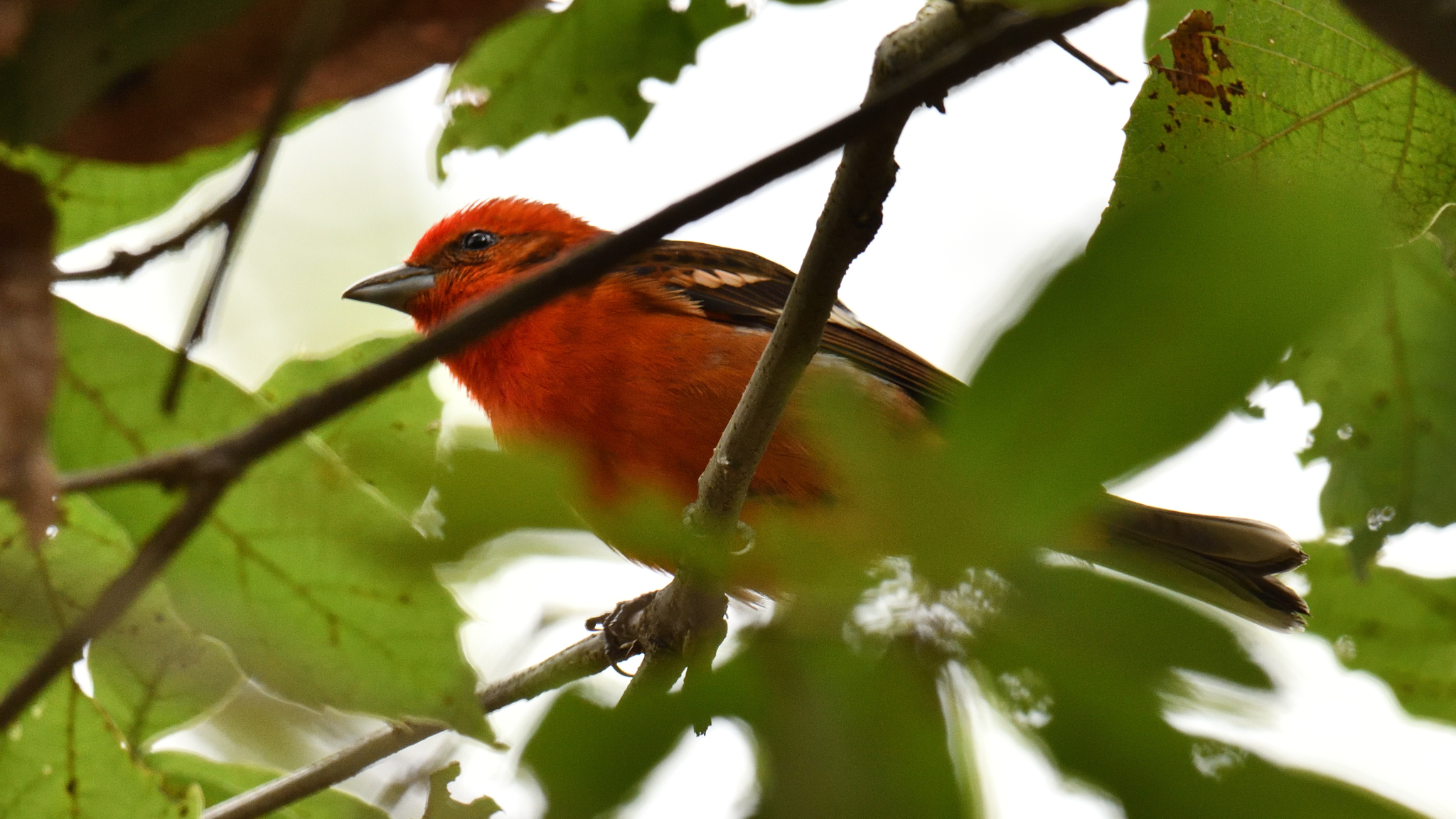 Piranga bidentata Swainson, 1827