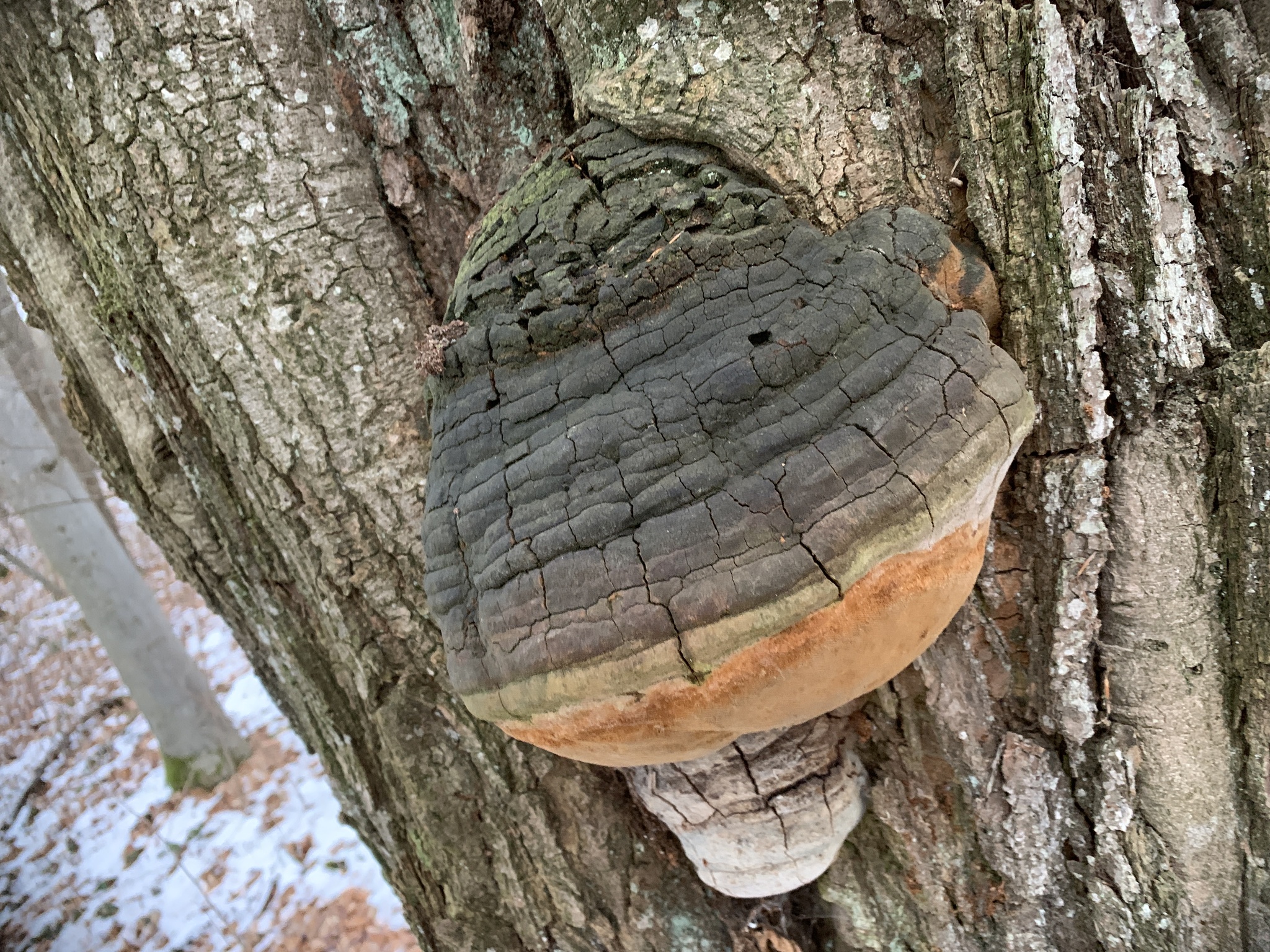 Fomitiporia robusta (P.Karst.) Fiasson & Niemelä