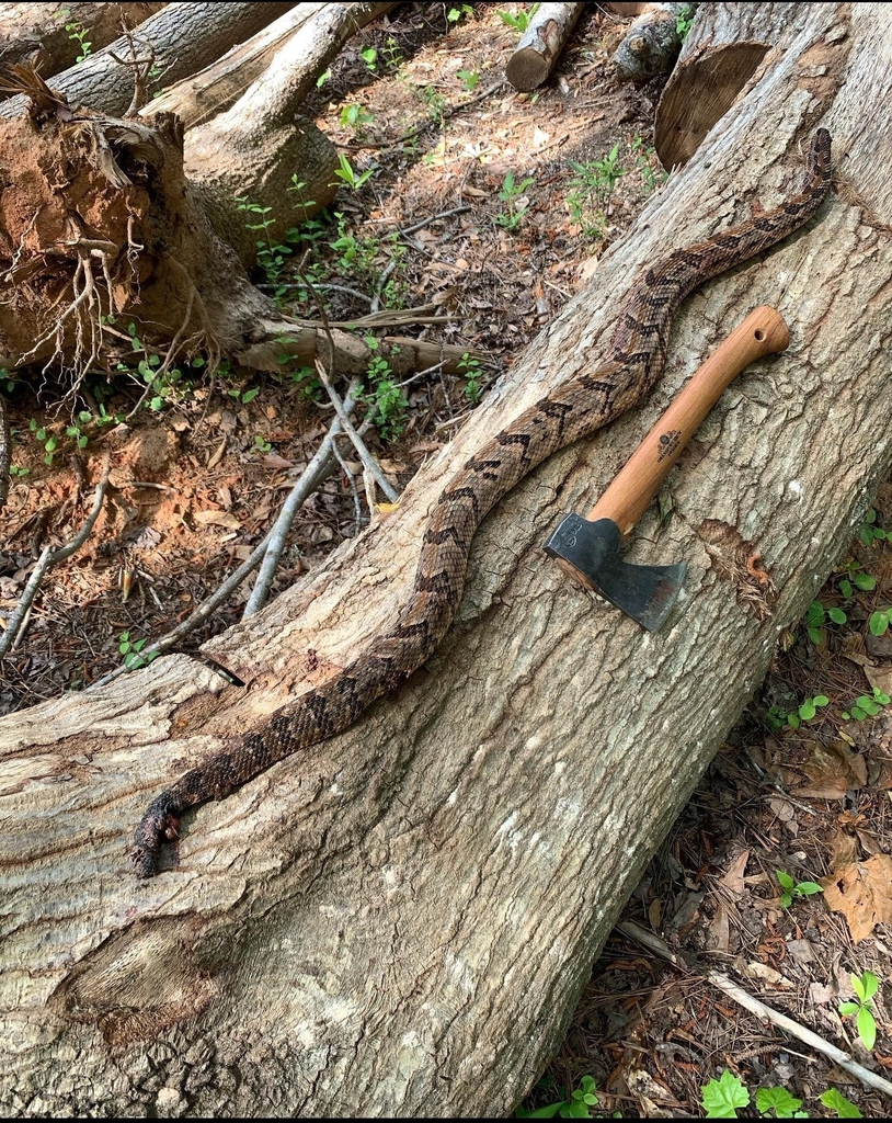 Timber Rattlesnake from Holly Springs, GA 30114, USA on May 08, 2021 at ...