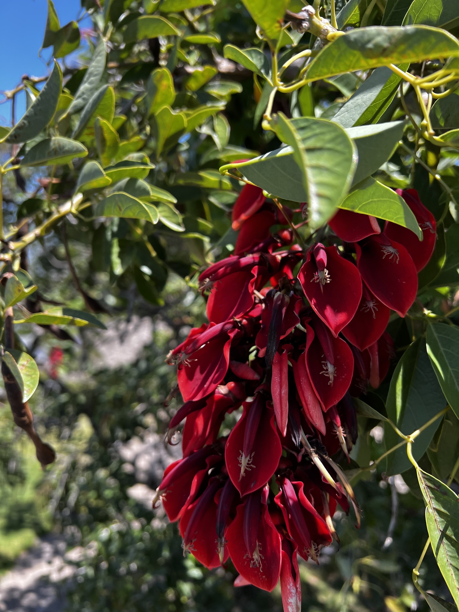 Erythrina crista-galli L.