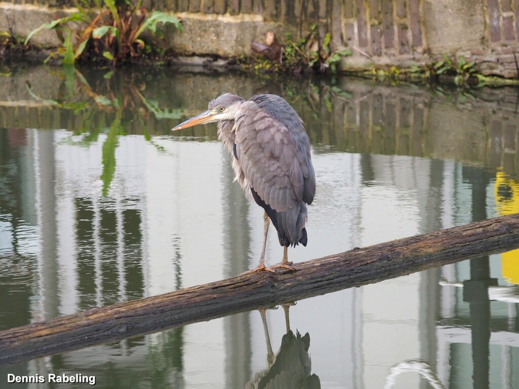 Grey Heron from Maassluis, Netherlands on January 23, 2023 at 10:48 AM ...