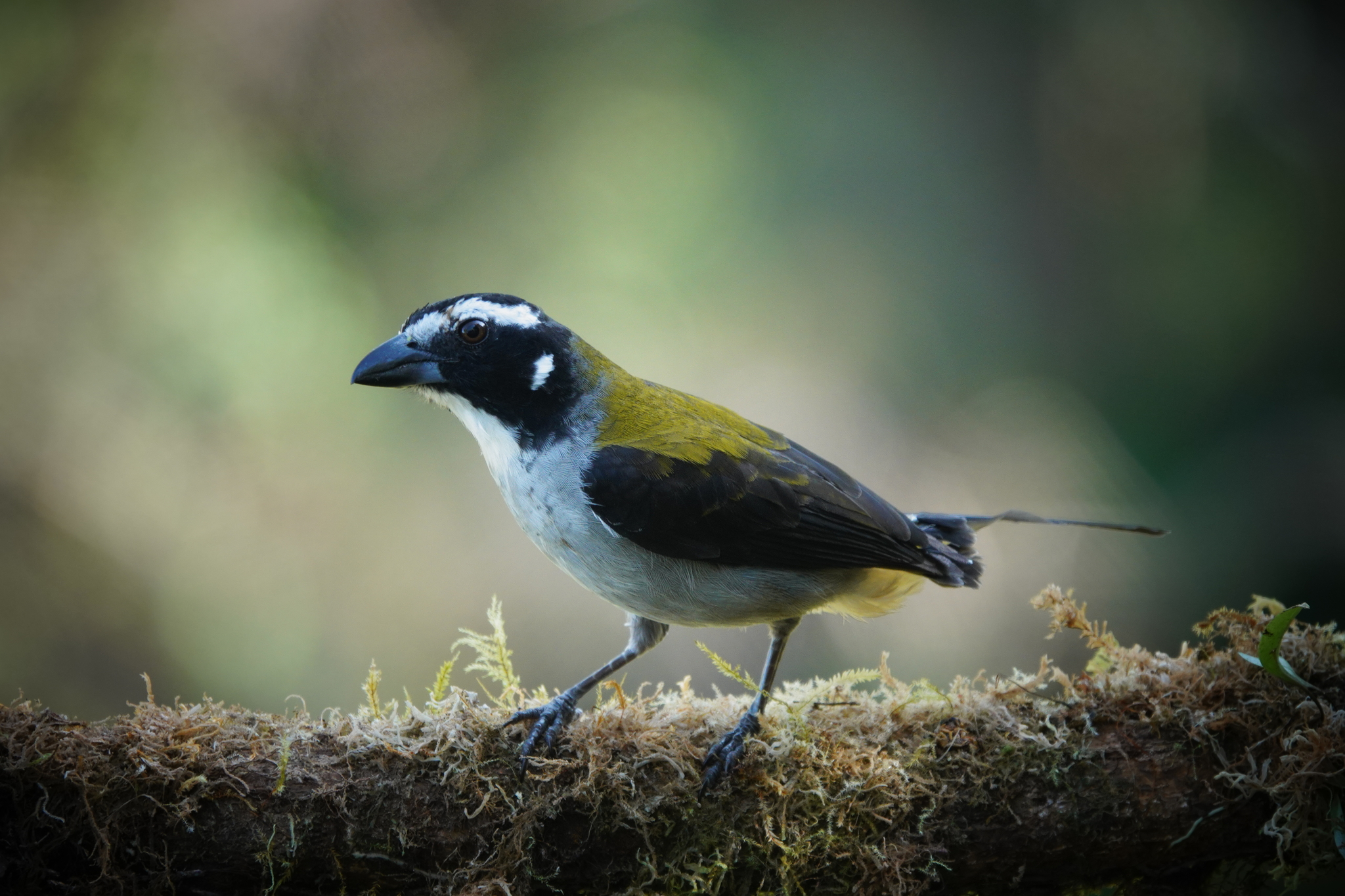 Saltator atripennis P.L.Sclater, 1857