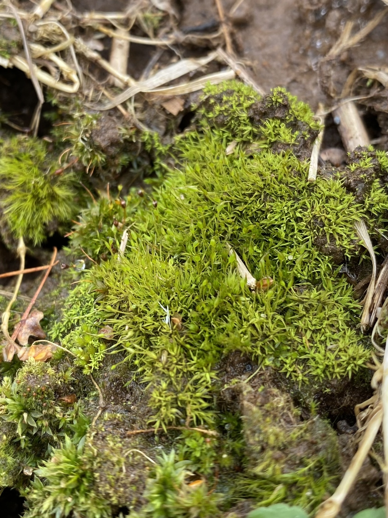 Weissia brachycarpa Juratzka, 1882