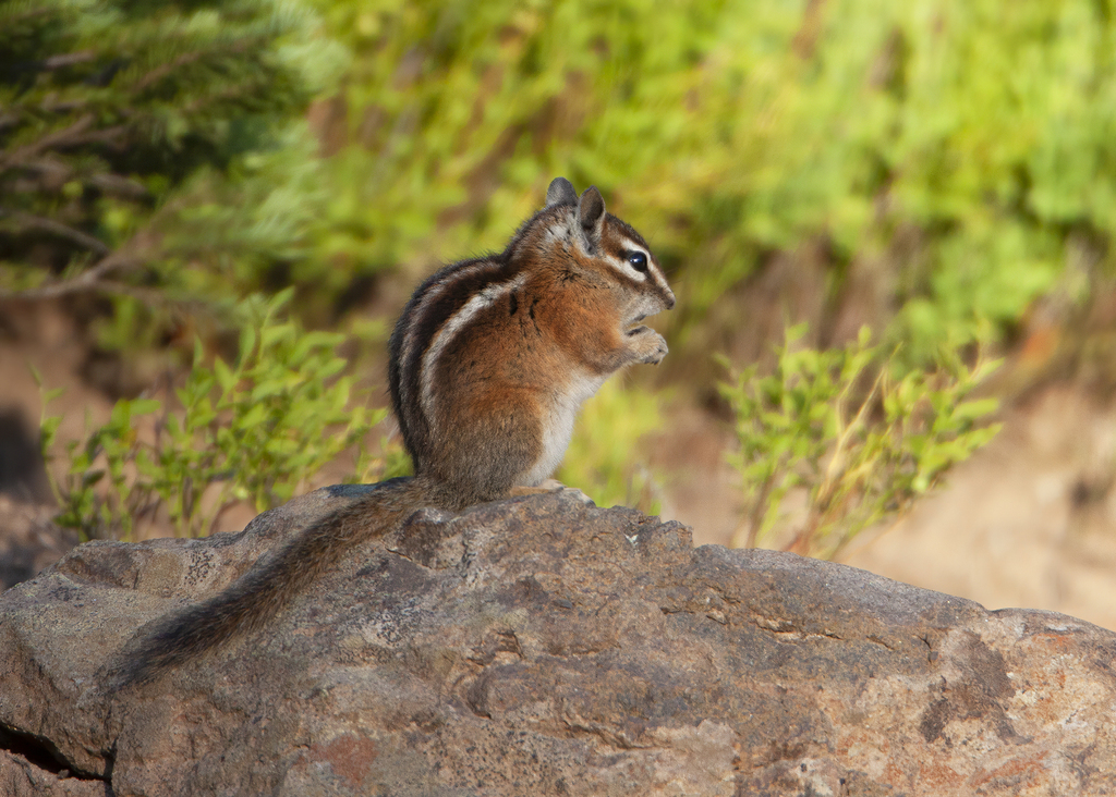 Western Chipmunks from Rio Blanco County, CO, USA on July 30, 2015 at ...