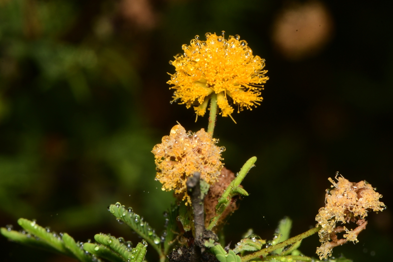 Vachellia schaffneri (S.Watson) Seigler & Ebinger
