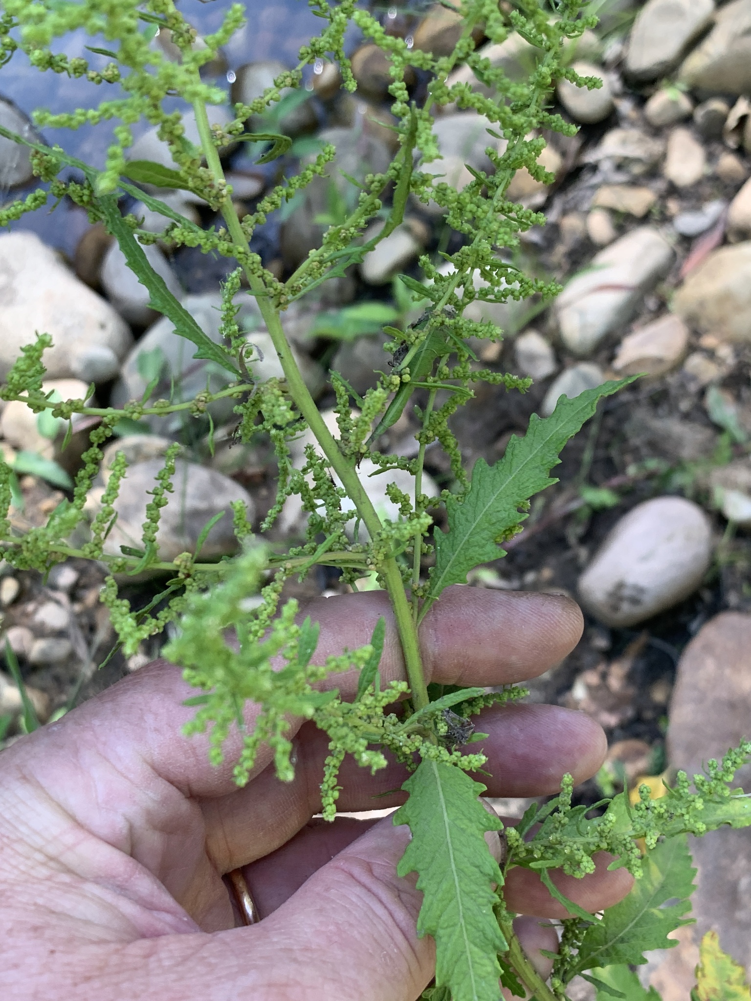 Dysphania ambrosioides (L.) Mosyakin & Clemants