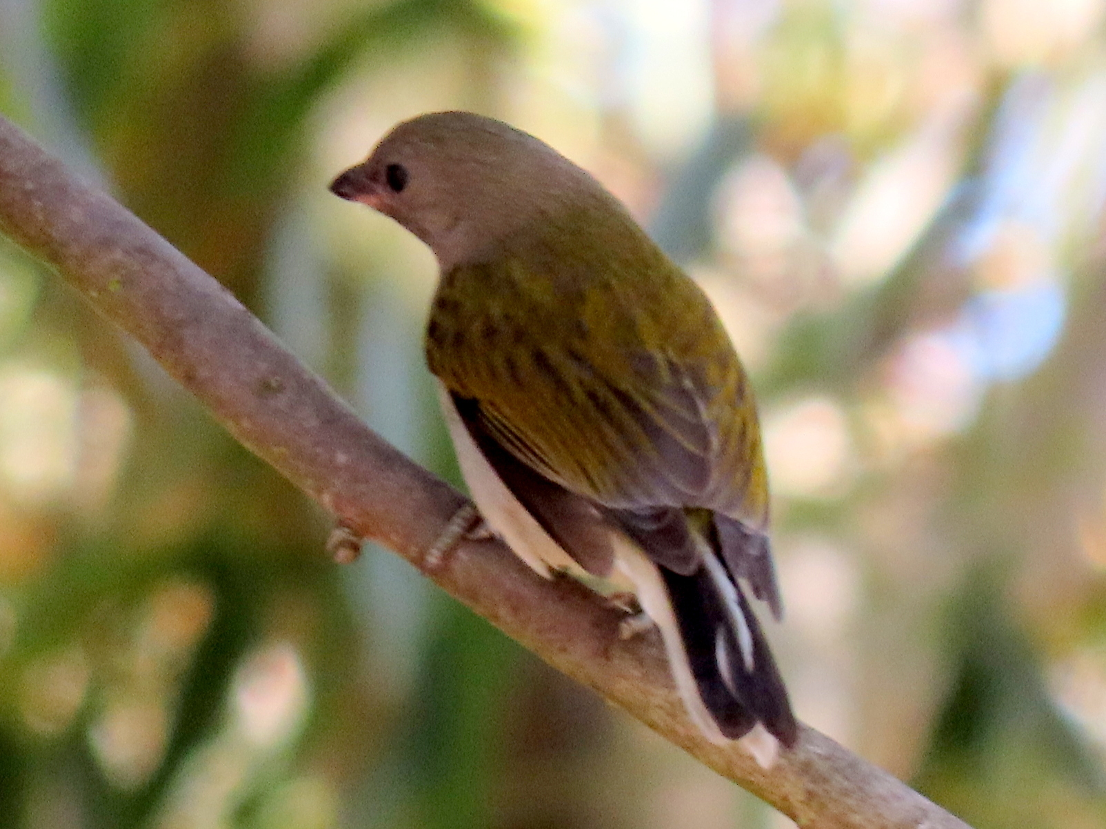 Indicator minor Stephens, 1815