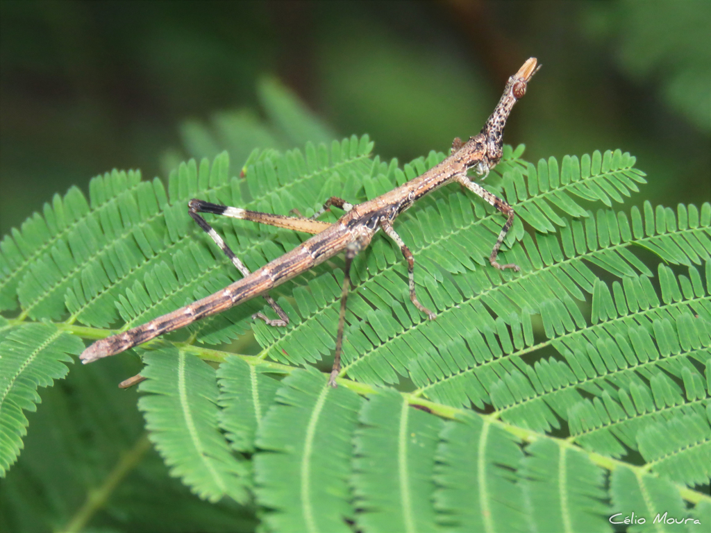 Stiphra robusta from Serra da Aratanha - Pacatuba, CE, 61800-000 ...