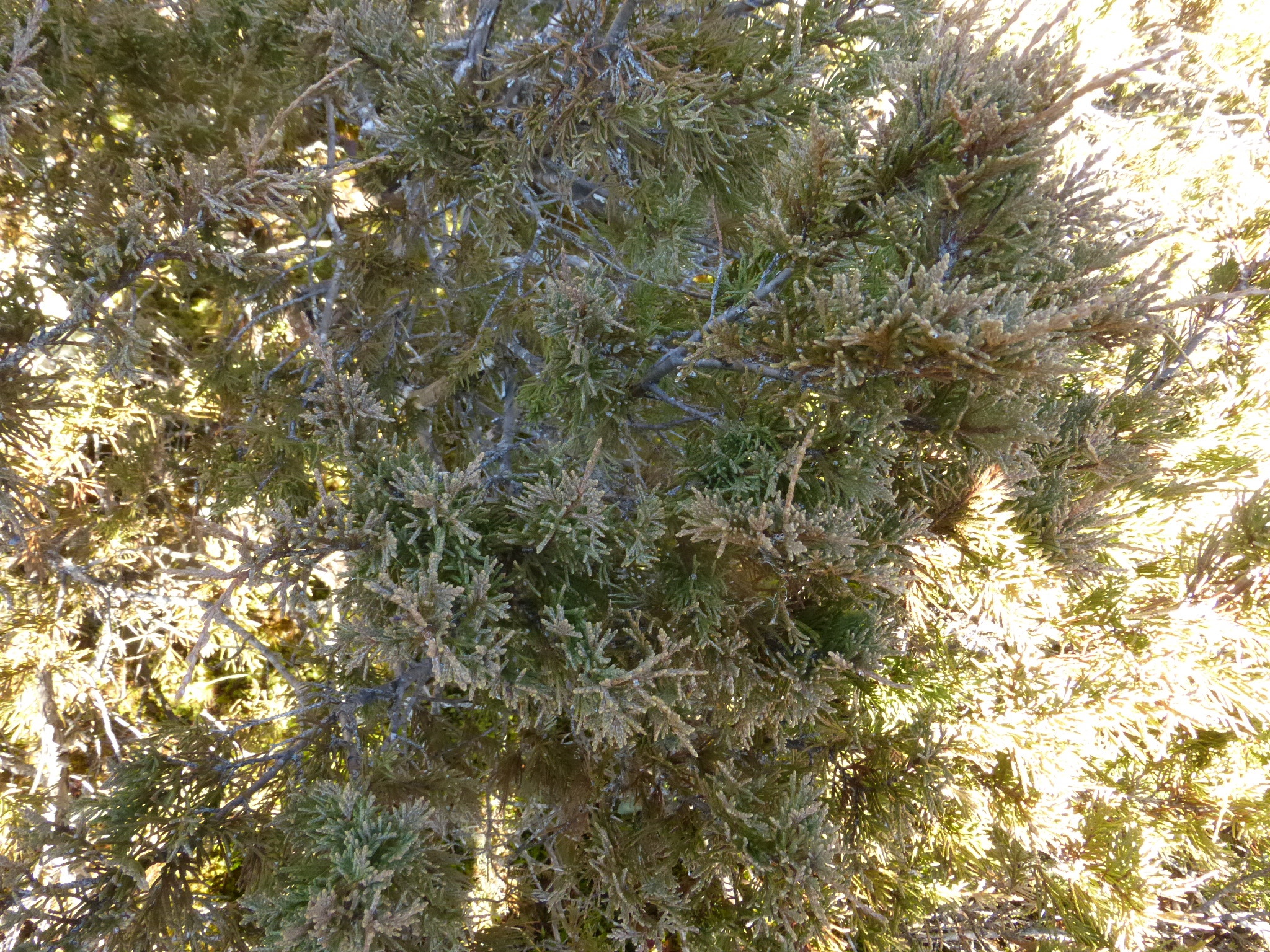 Juniperus scopulorum Sarg.