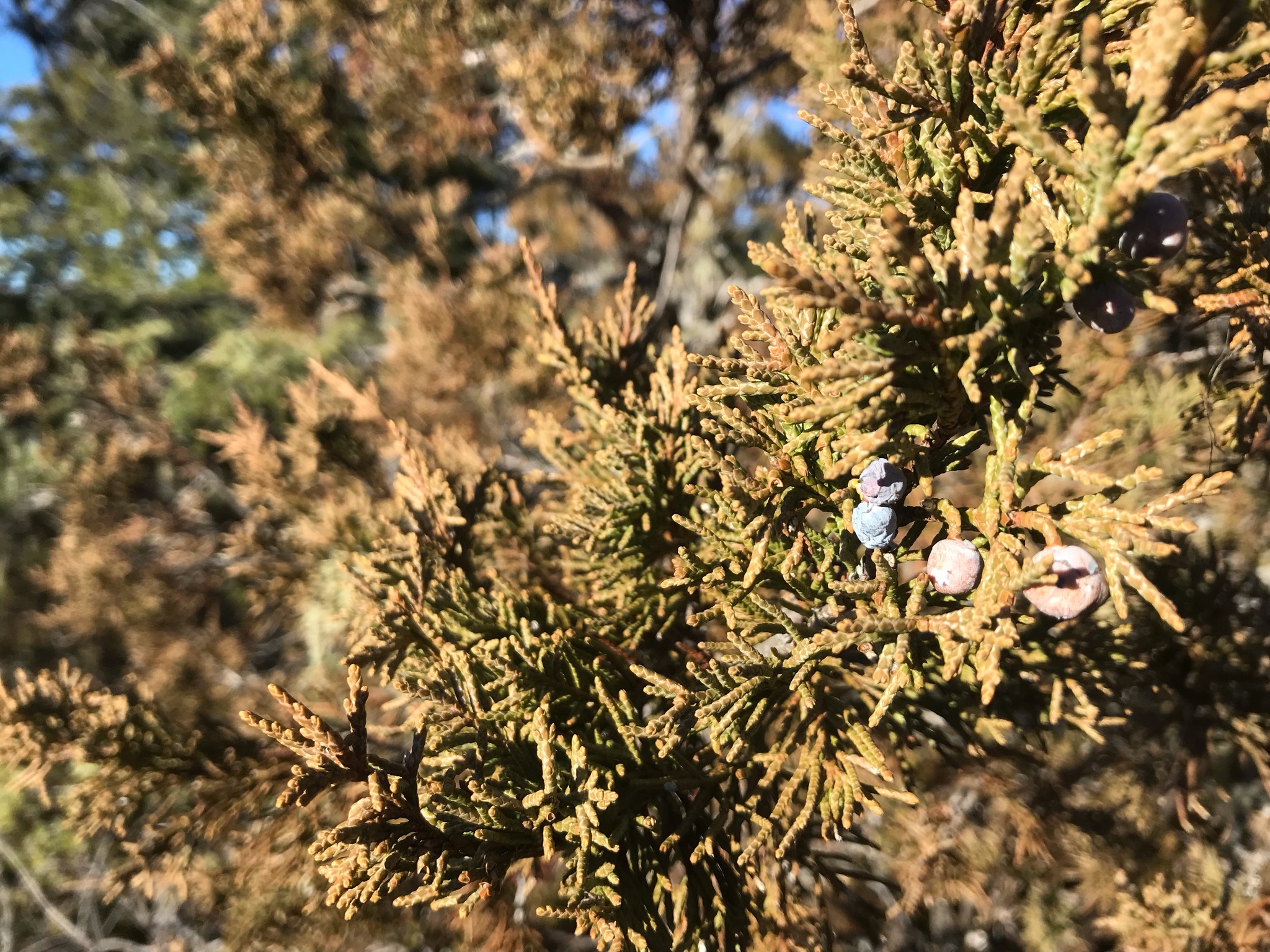 Juniperus scopulorum Sarg.