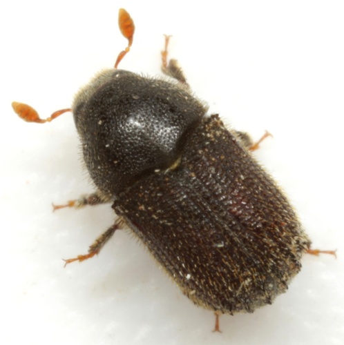 Phloeosinus serratus · NaturaLista Colombia