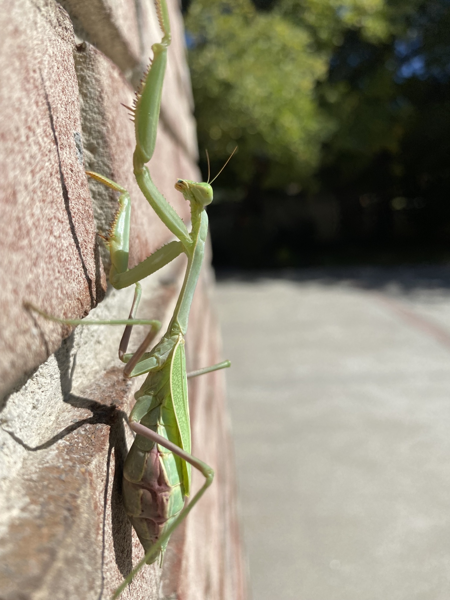 Stagmomantis Saussure, 1869