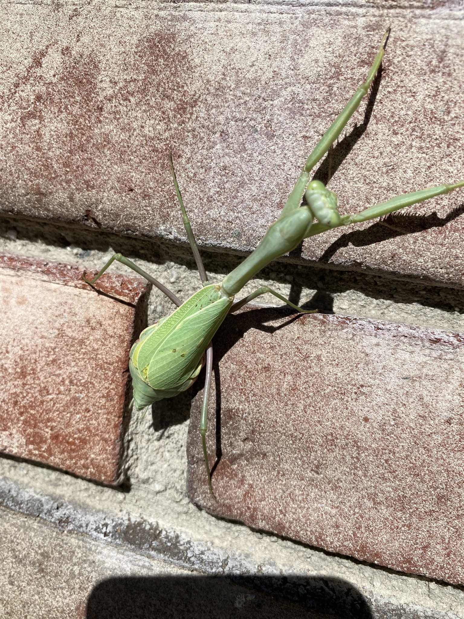 Stagmomantis Saussure, 1869