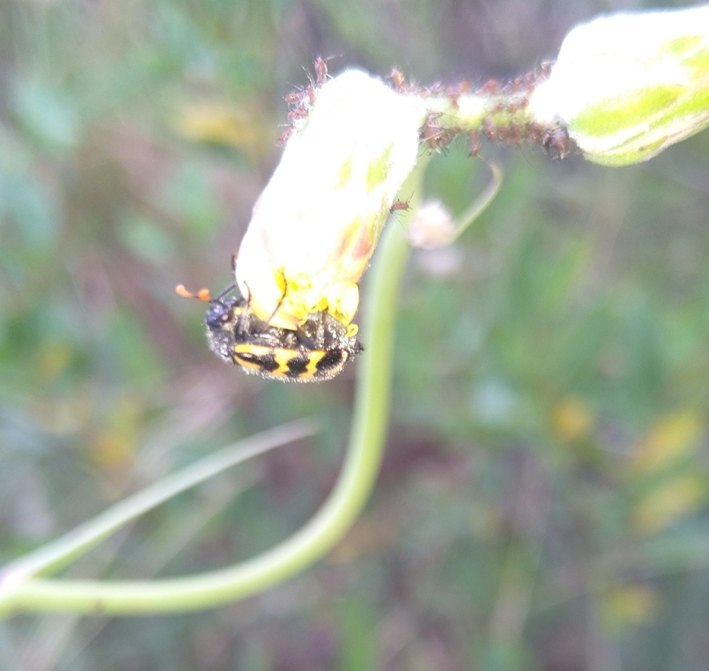 Hycleus from Carletonville, 2499, South Africa on January 31, 2023 at ...