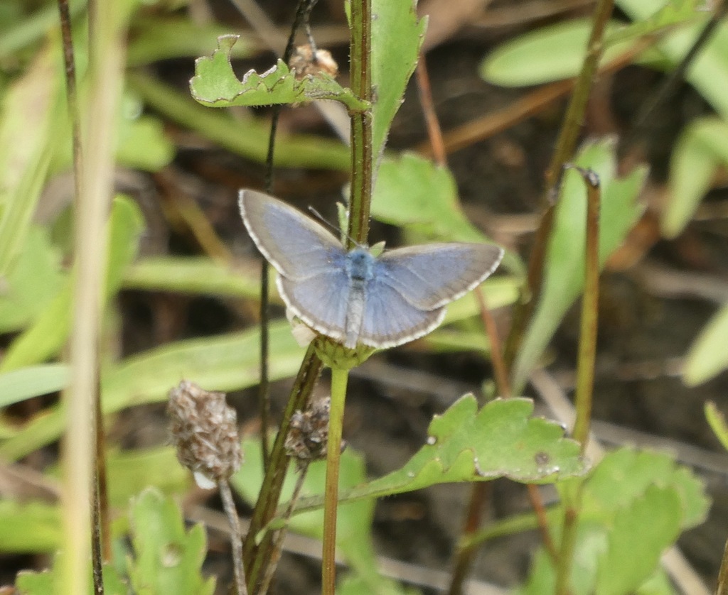 Lesser Grass Blue from 368 Wainui Road, Raglan 3297, New Zealand on ...