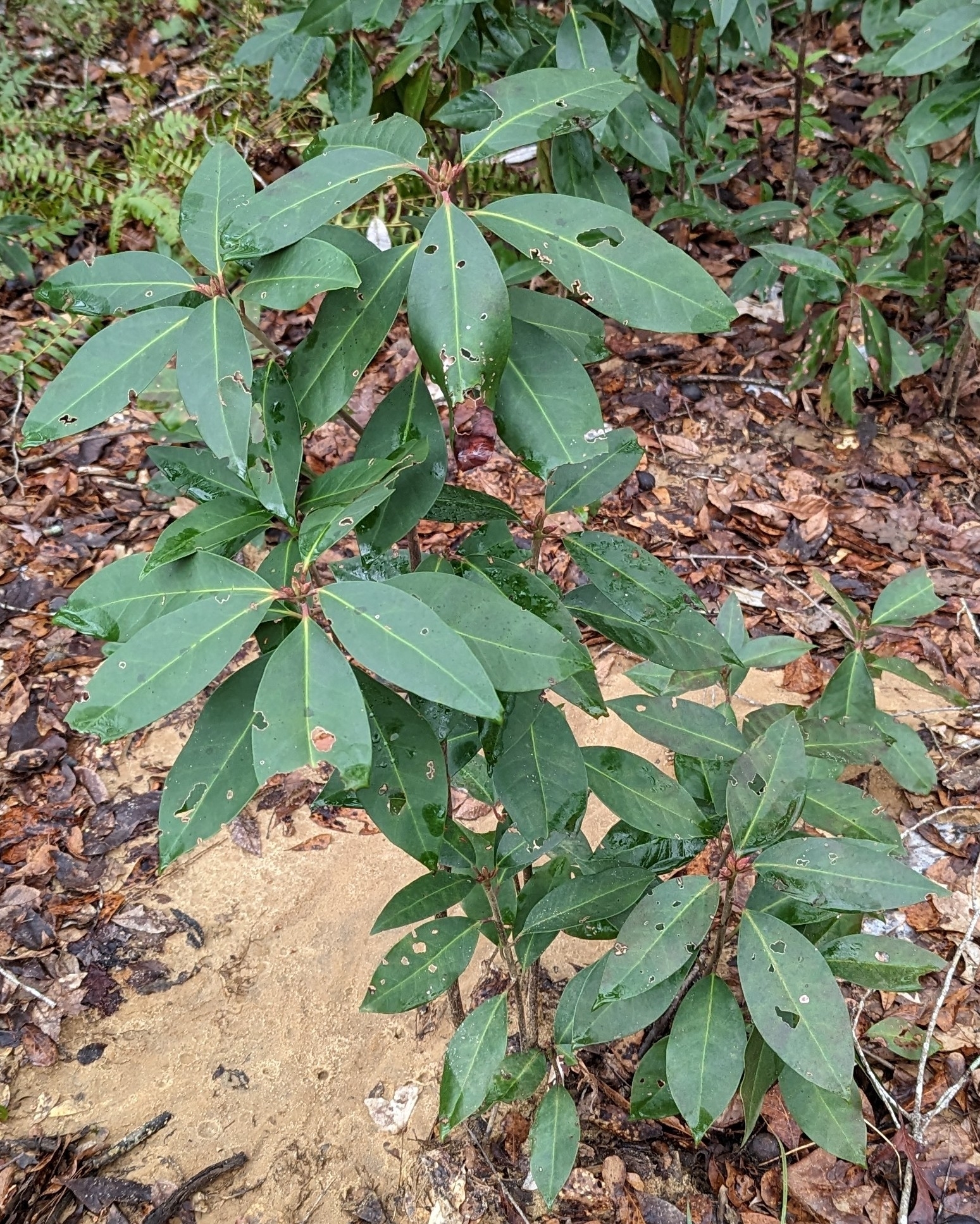 Illicium L.